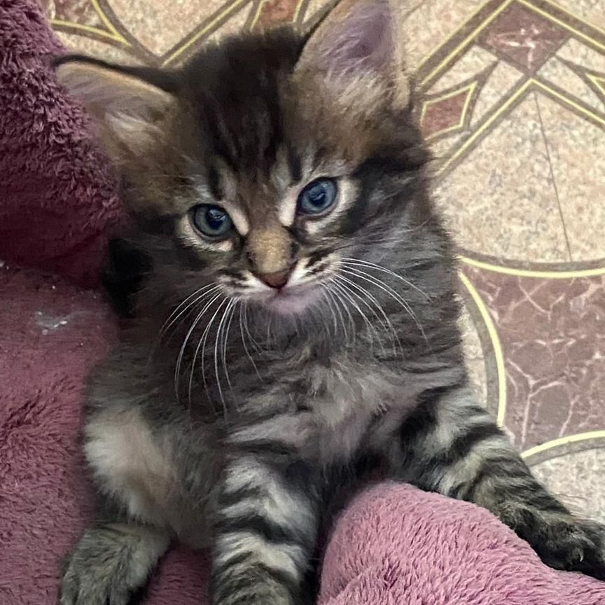 Котик-компотик