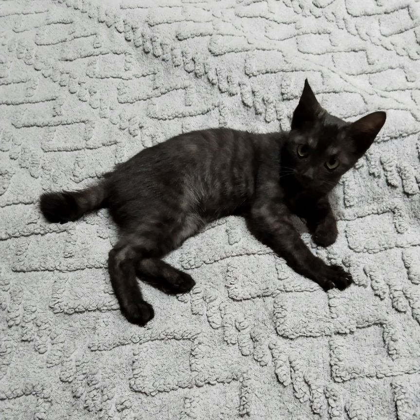 Котята короткохвостые