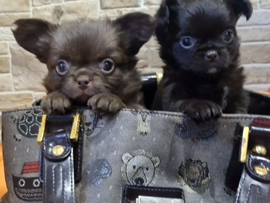 Собаки щенки