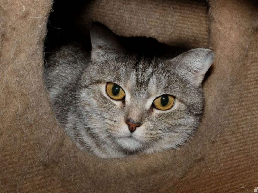 Шотландская прямоухая кошка в дар