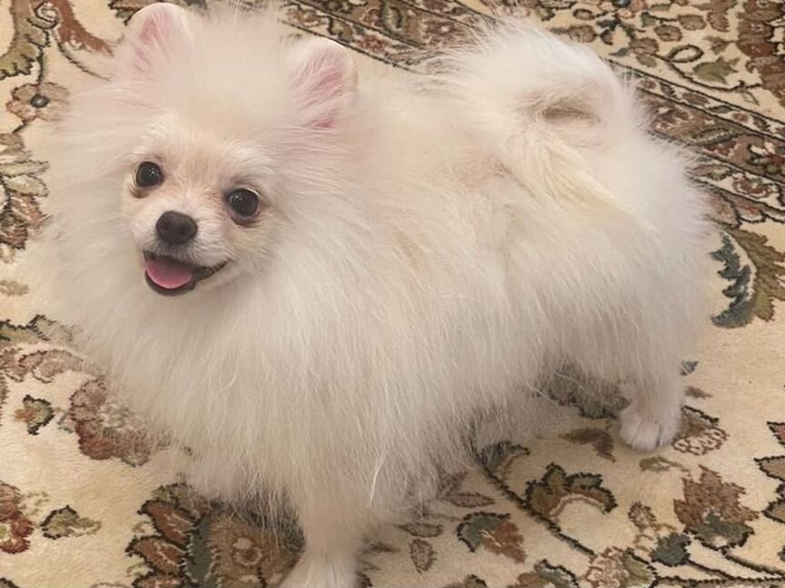 Померанский шпиц