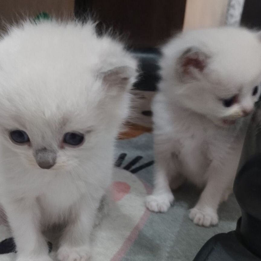 Отдам сиамских котят