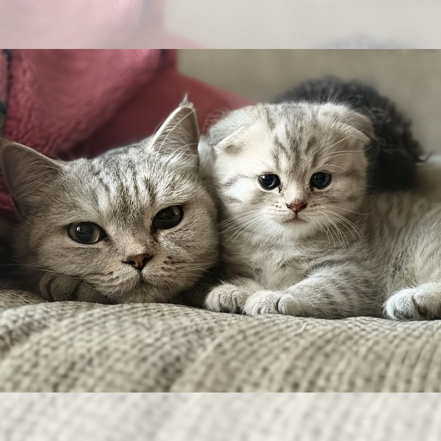 Британский длинношёрстный котёнок