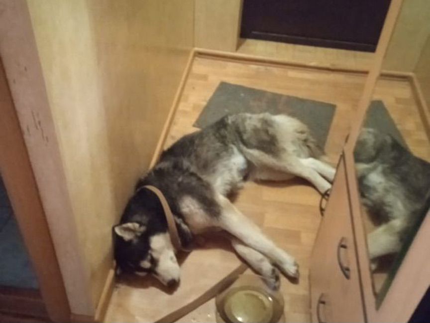 Хаски бесплатно
