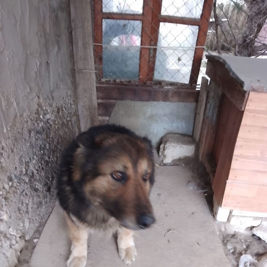 Отдам в добрые руки