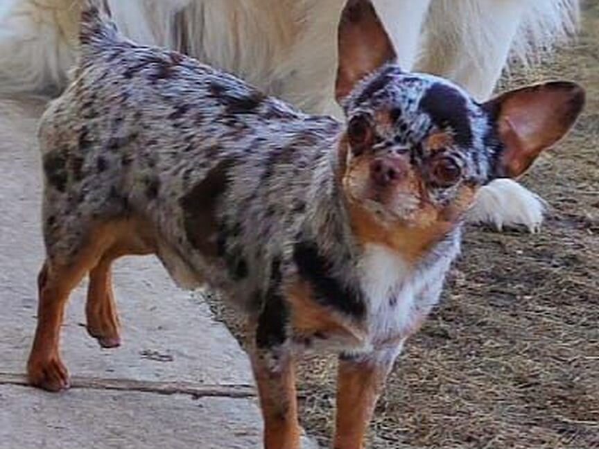 Ждём на вязку, шоколадный мерль