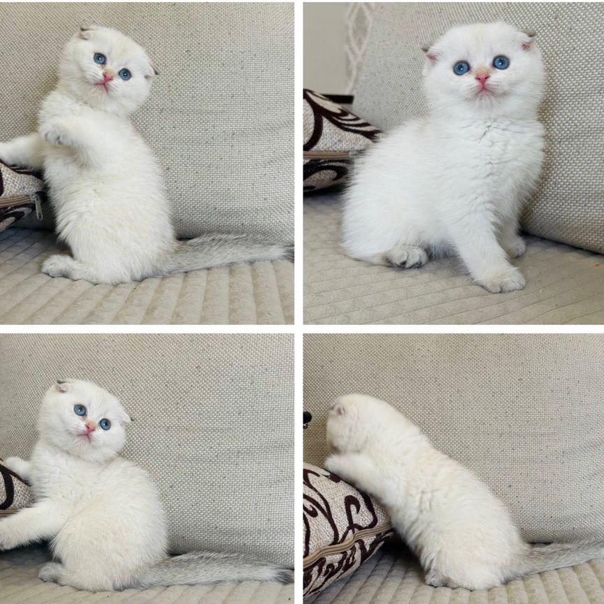 Шотландский вислоухий короткошёрстный котёнок