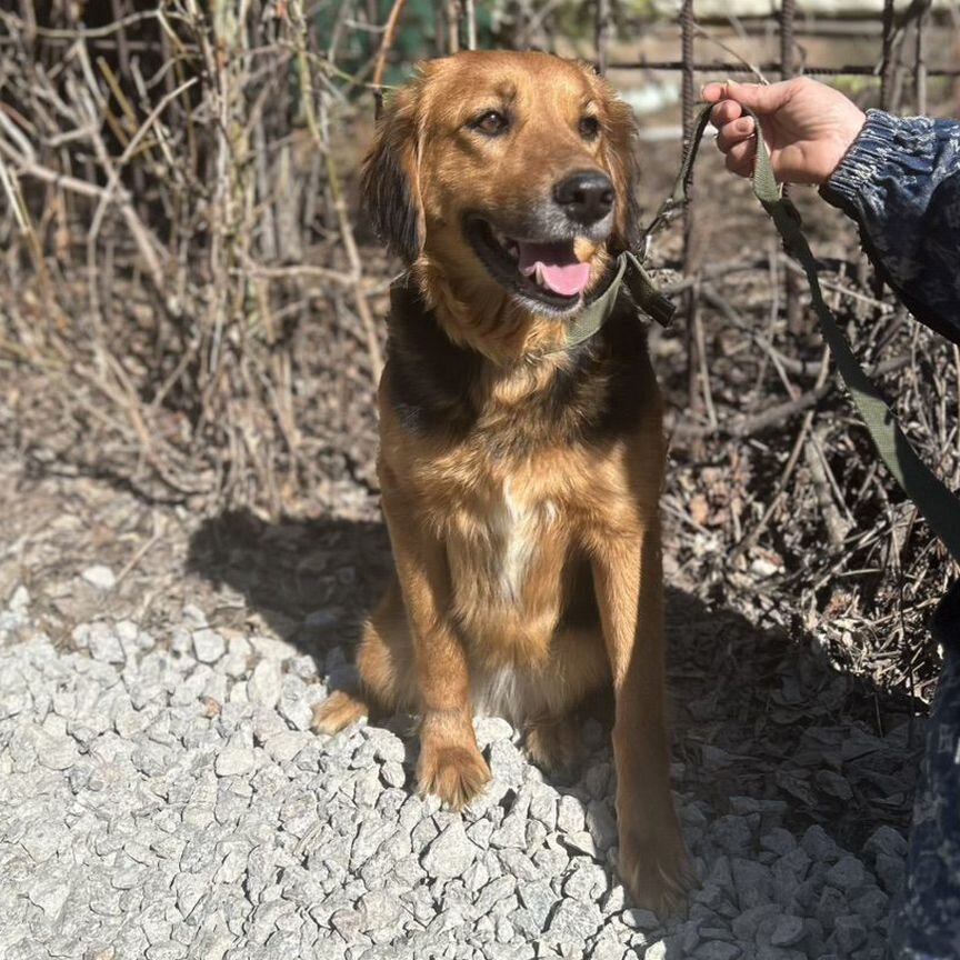 Английский спрингер-спаниель, взрослая собака