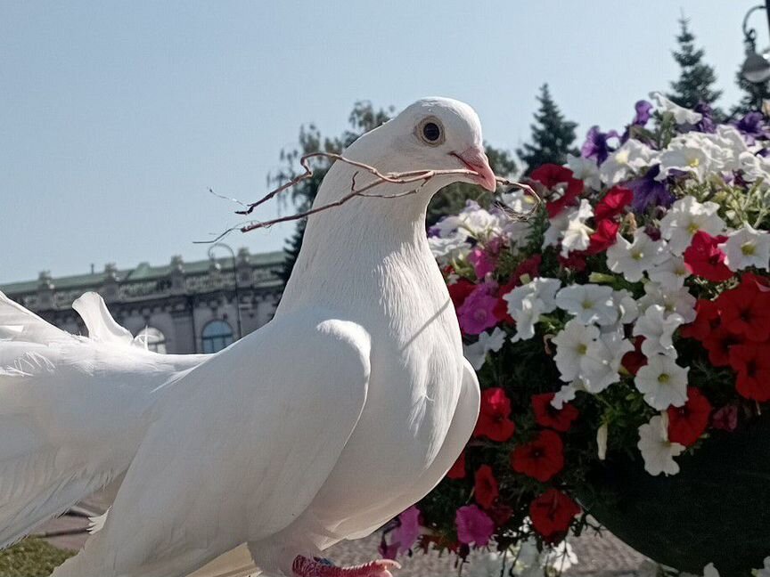 Голуби Павлины