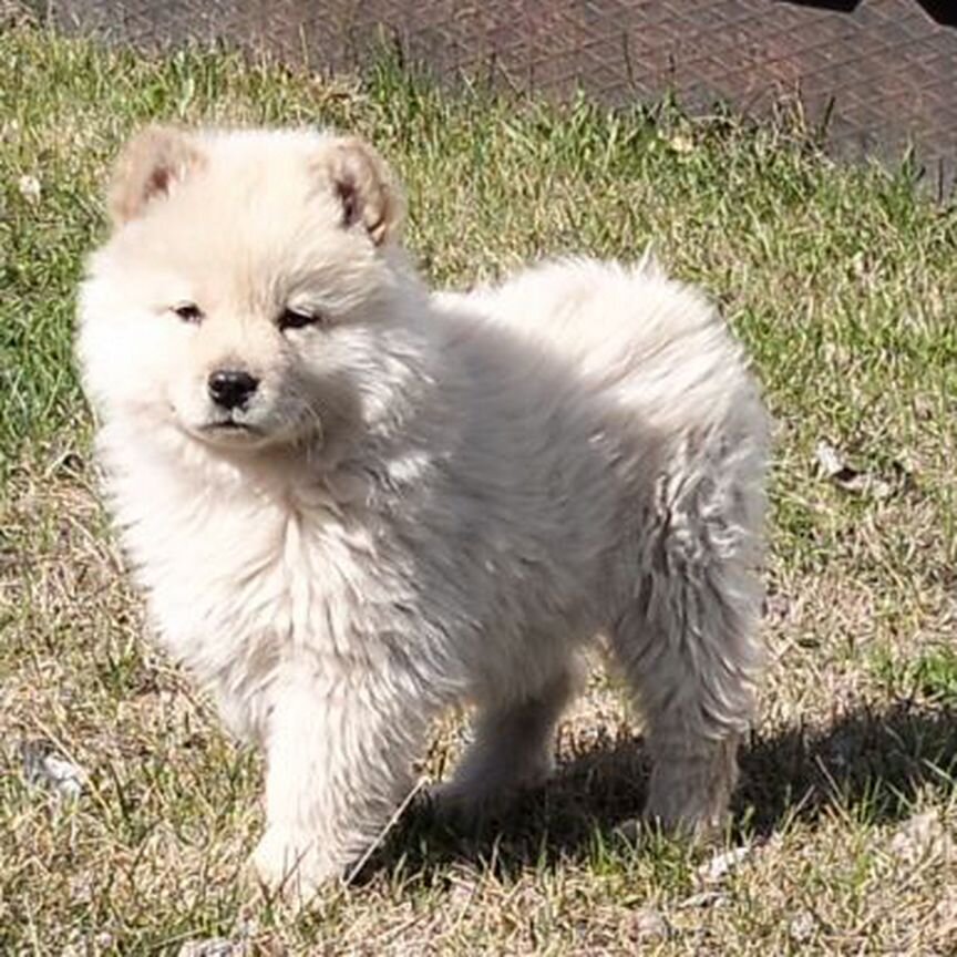 Чау-чау, щенок