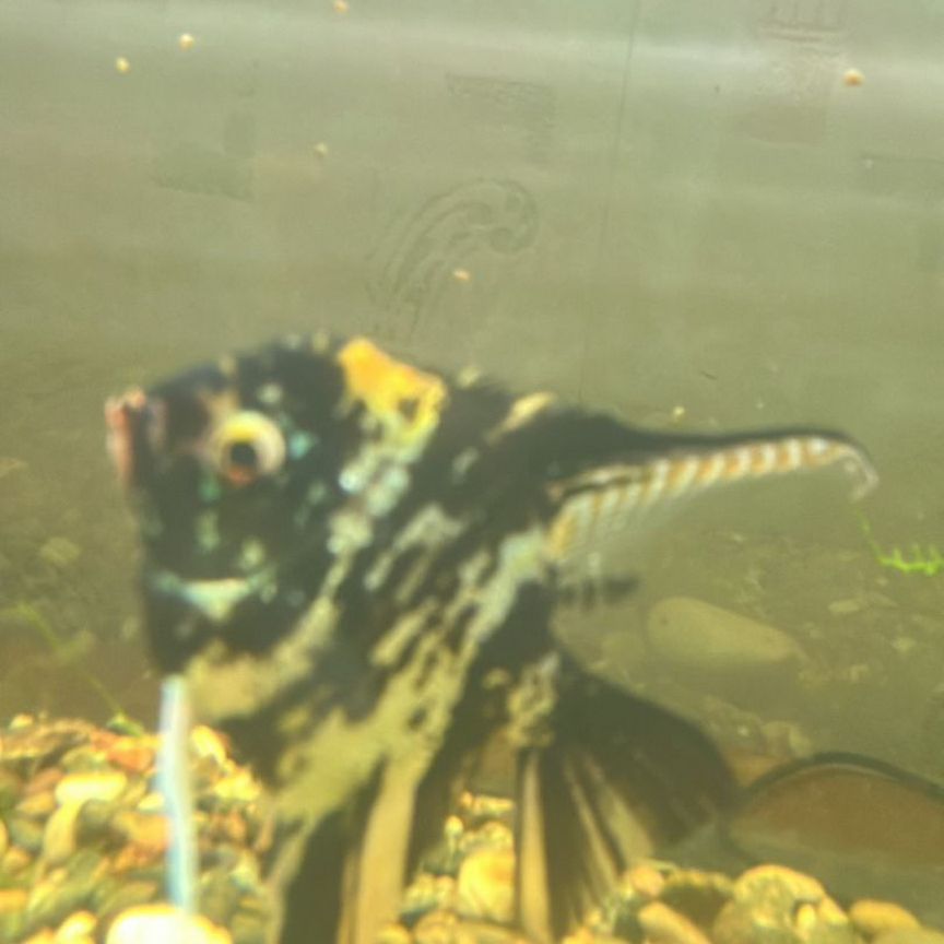 Скалярии самец