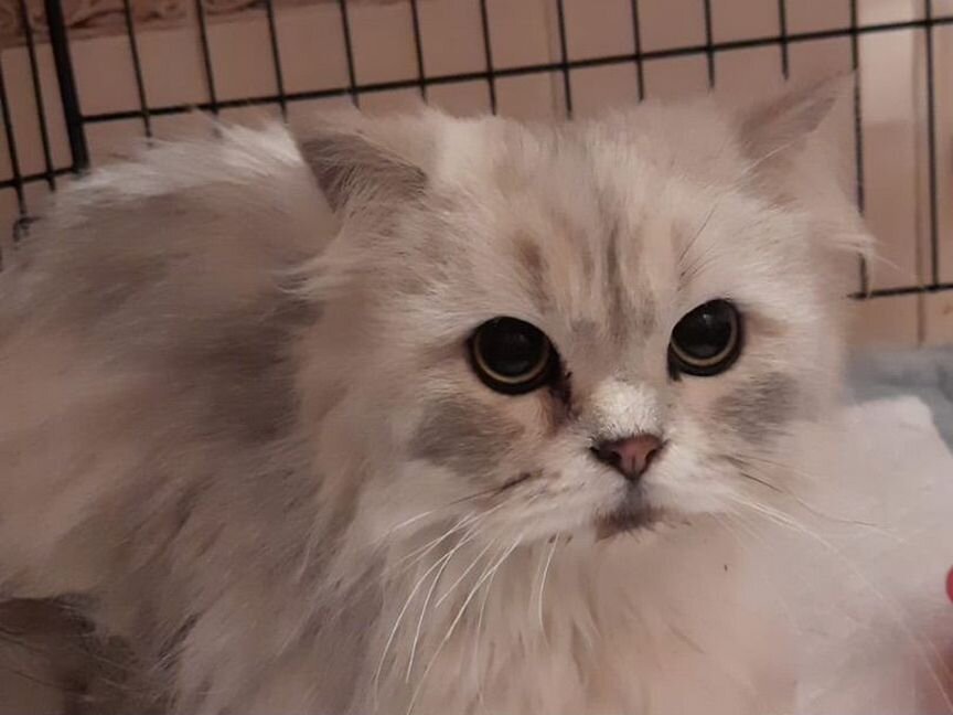Персидский кот жил на улице