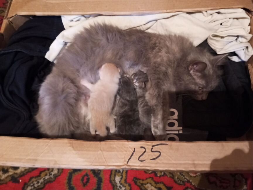 Кошка в добрые руки