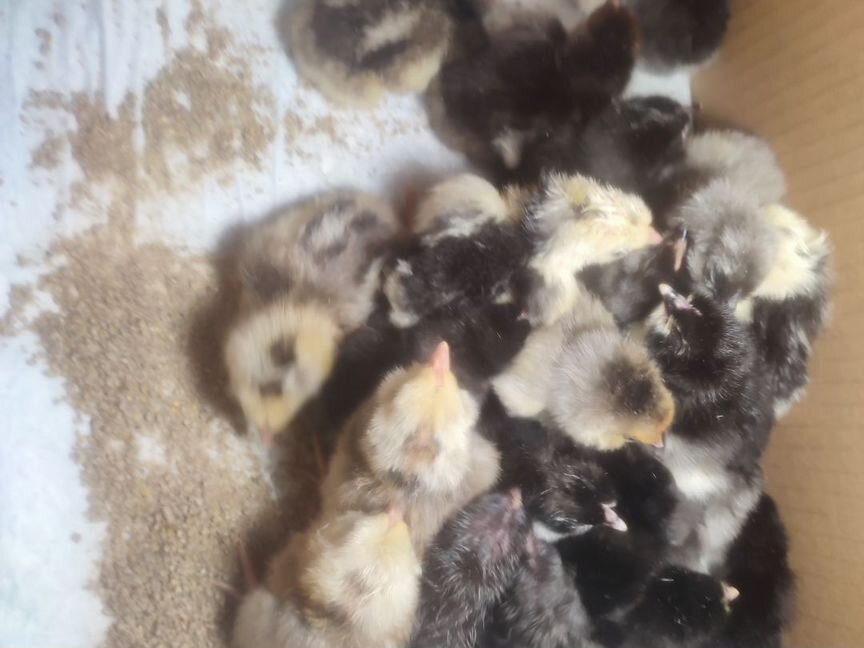 Цыплята маран и амераукан