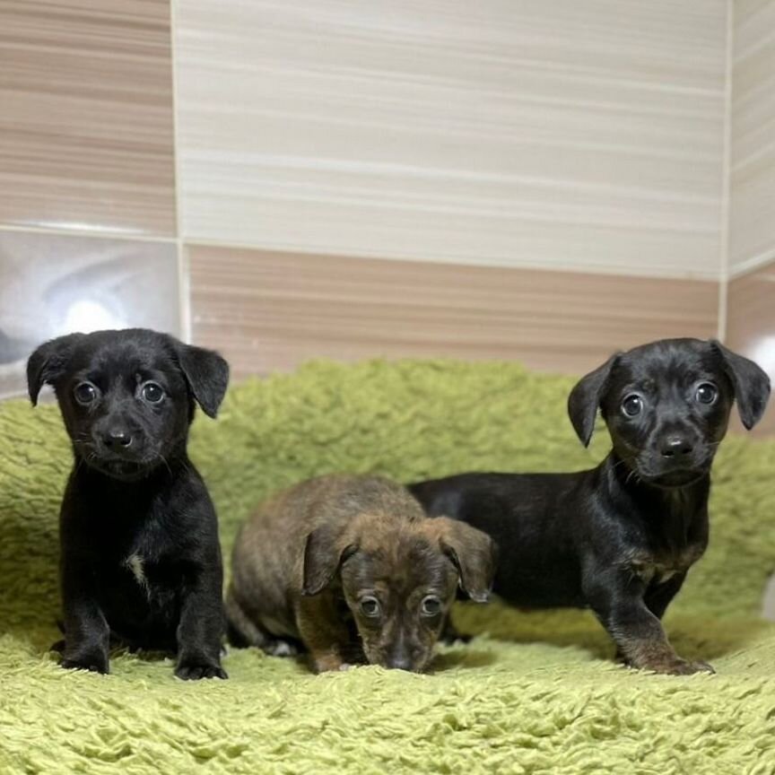 Метисы таксы и тойчика