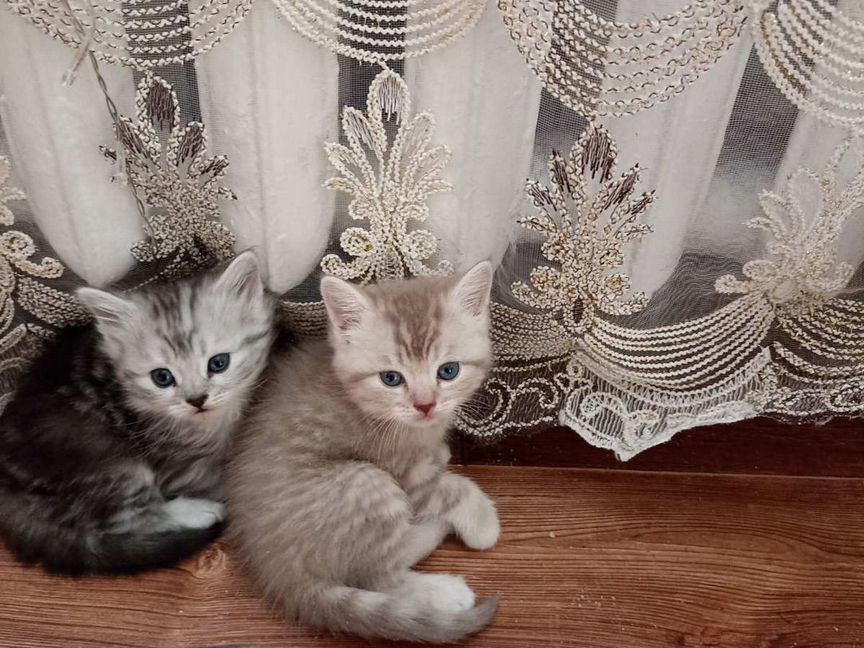 Котенок британец Бронь