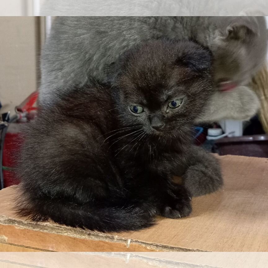 Вислоухие котята