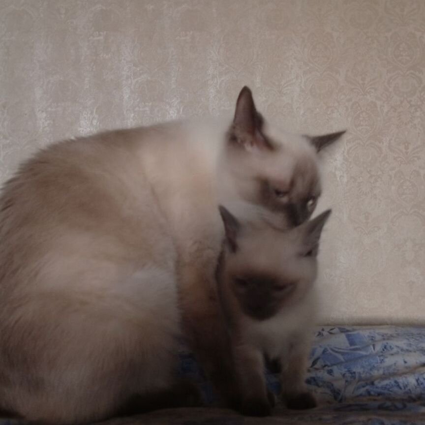 Котеночек от домашней кошки