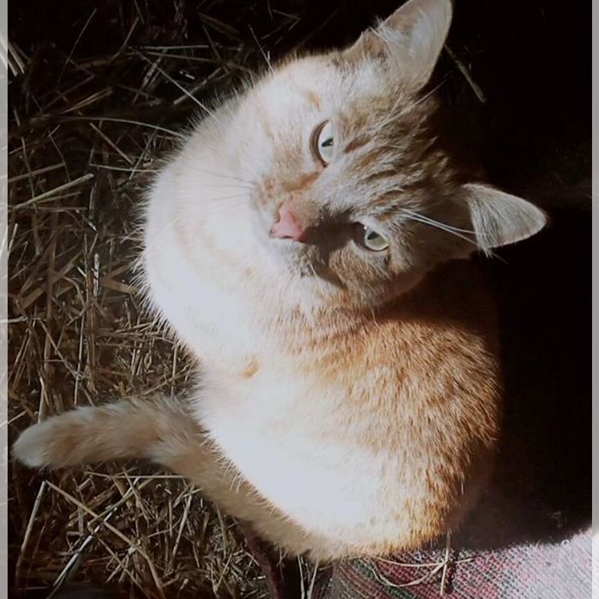 Взрослый кот в добрые руки