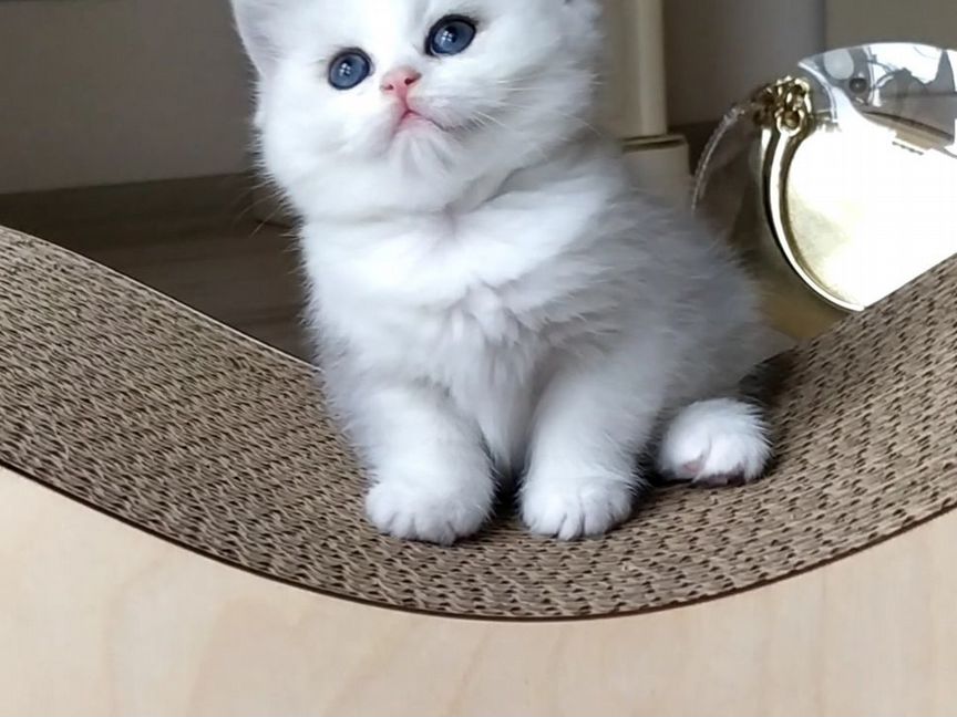 Британские котята с документами