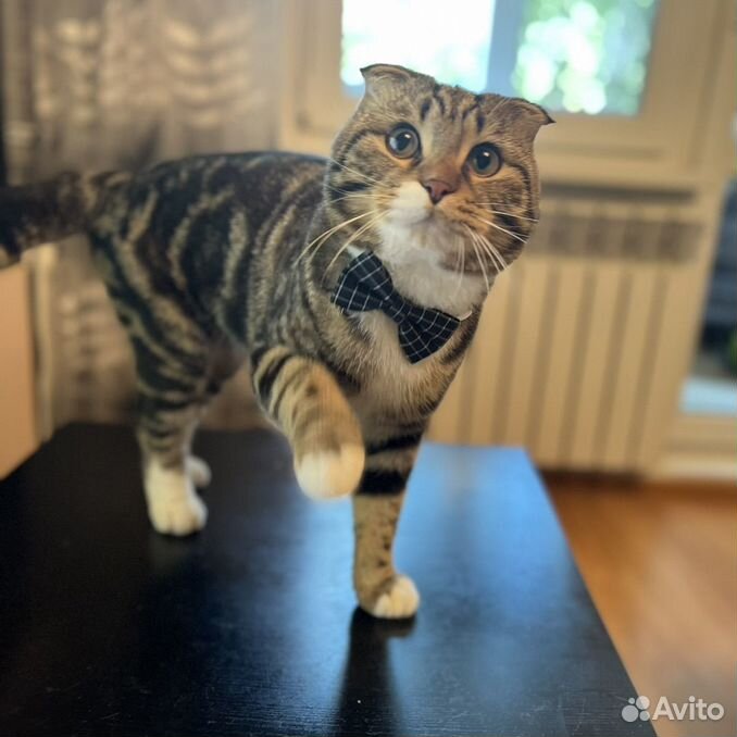 Кот (Сильвестр) ждет кошечку