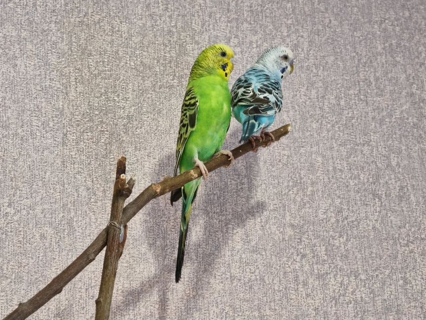 Попугаи клетка и полный комплект