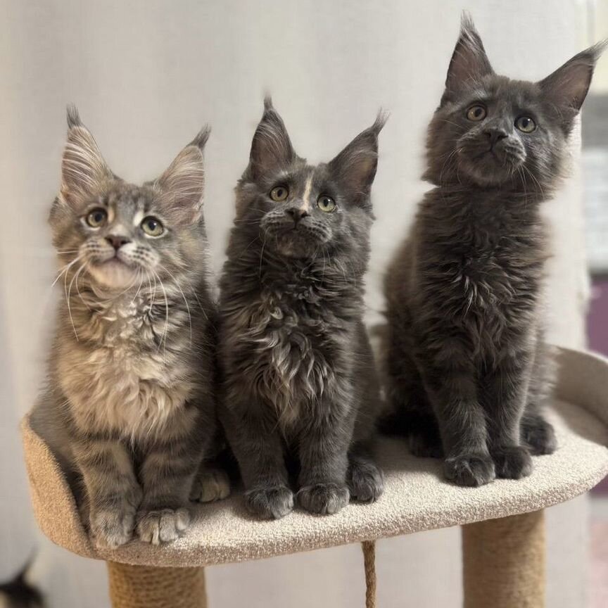 Мейн-кун полидакт