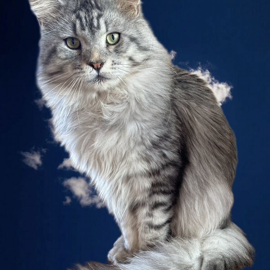 Супер котик