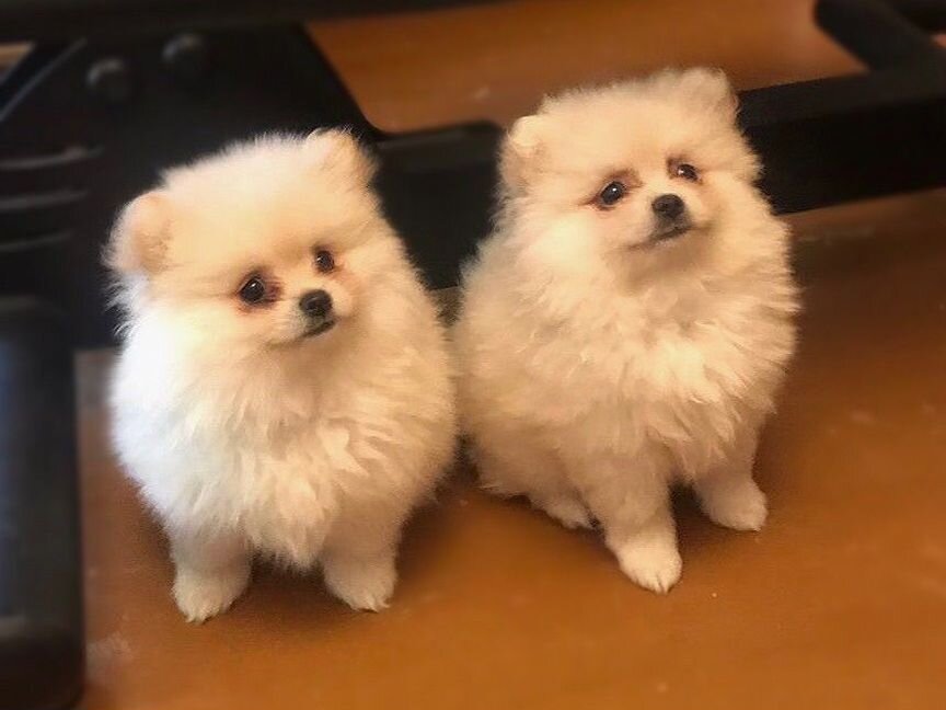 Померанский шпиц мини