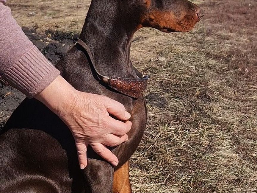 Шикарная шоколадка