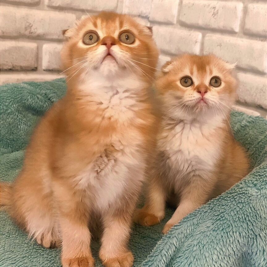 Шотландские вислоухие котята