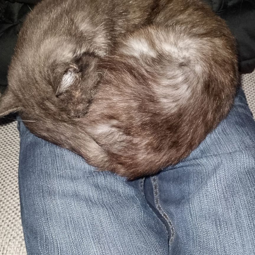 Взрослый кот в добрые руки