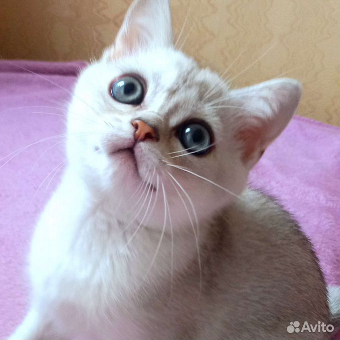 Котенок мальчик Серебристая шиншилла ns11