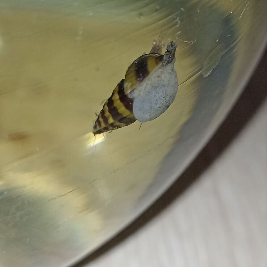 Улитка Хелена, креветки