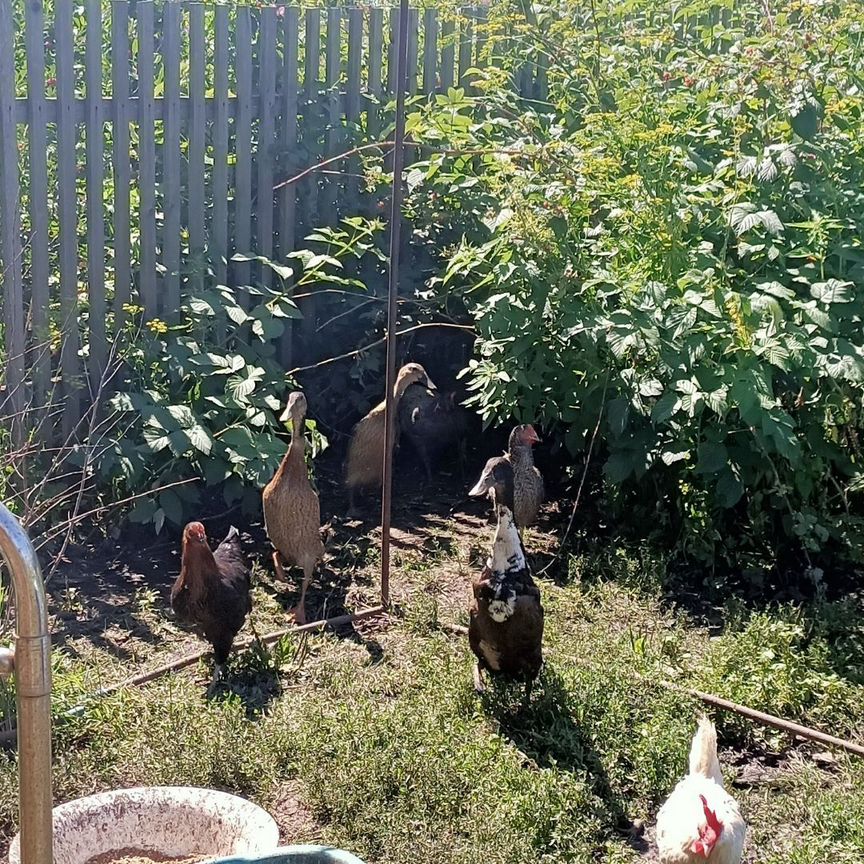 Индийский бегунок