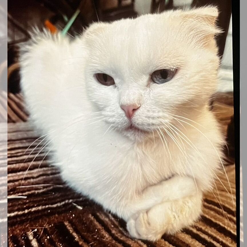 Шотландская вислоухая длинношёрстная, взрослая кошка