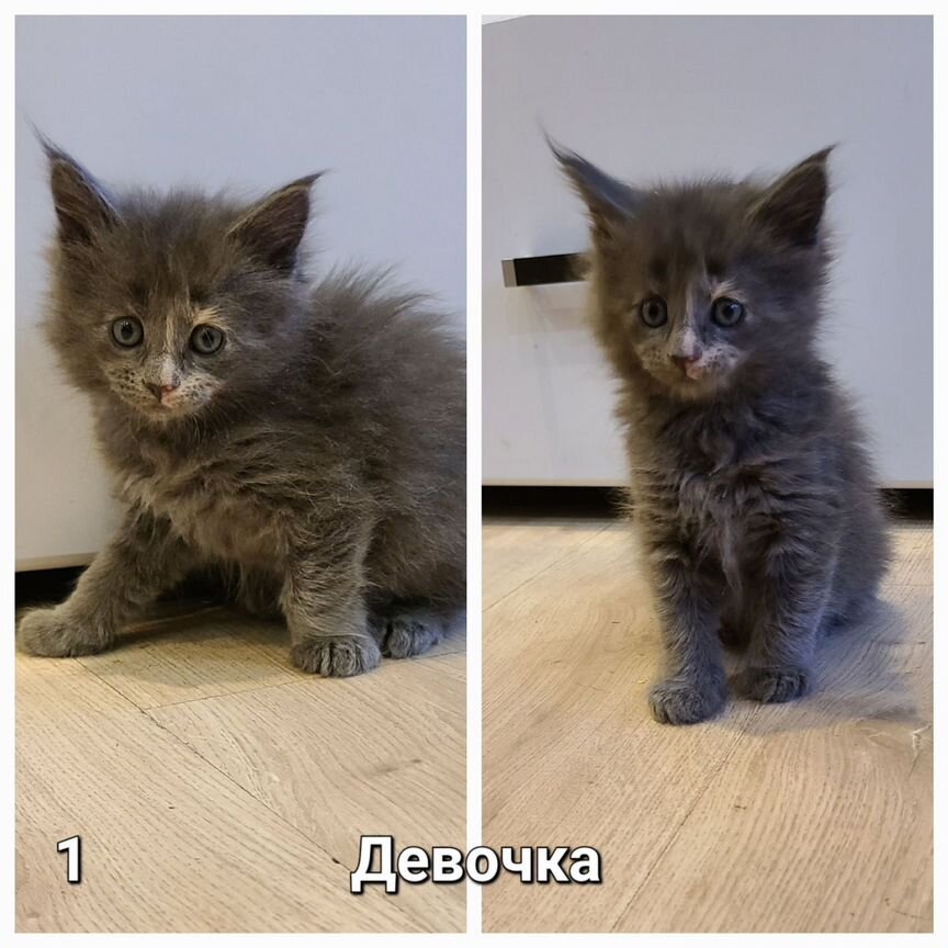 Котята Мейн-кун