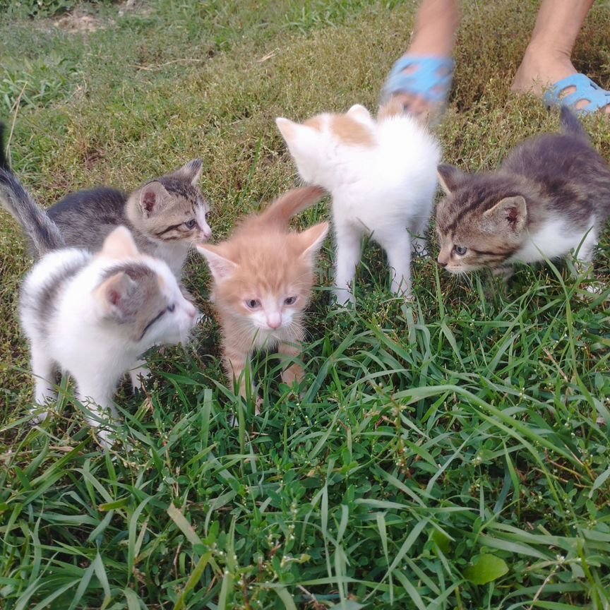 Котята в добрые руки