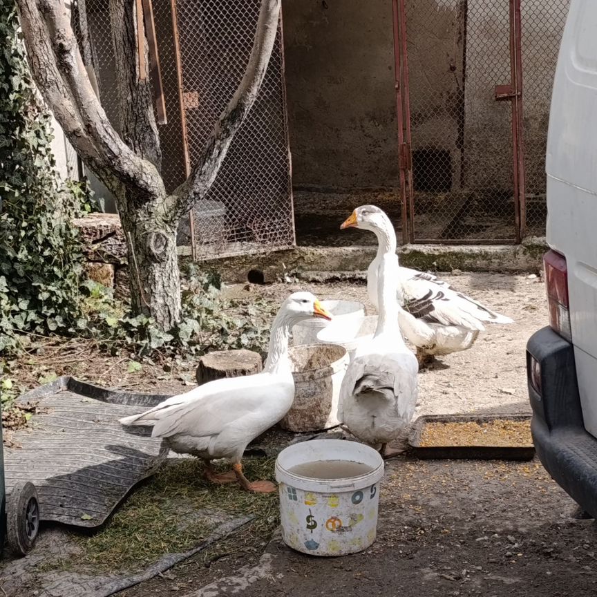 Продам 2 гуски и гусь