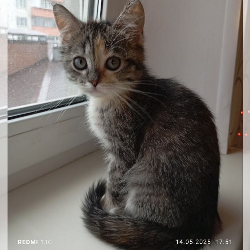 Отдам котенка в добрые руки