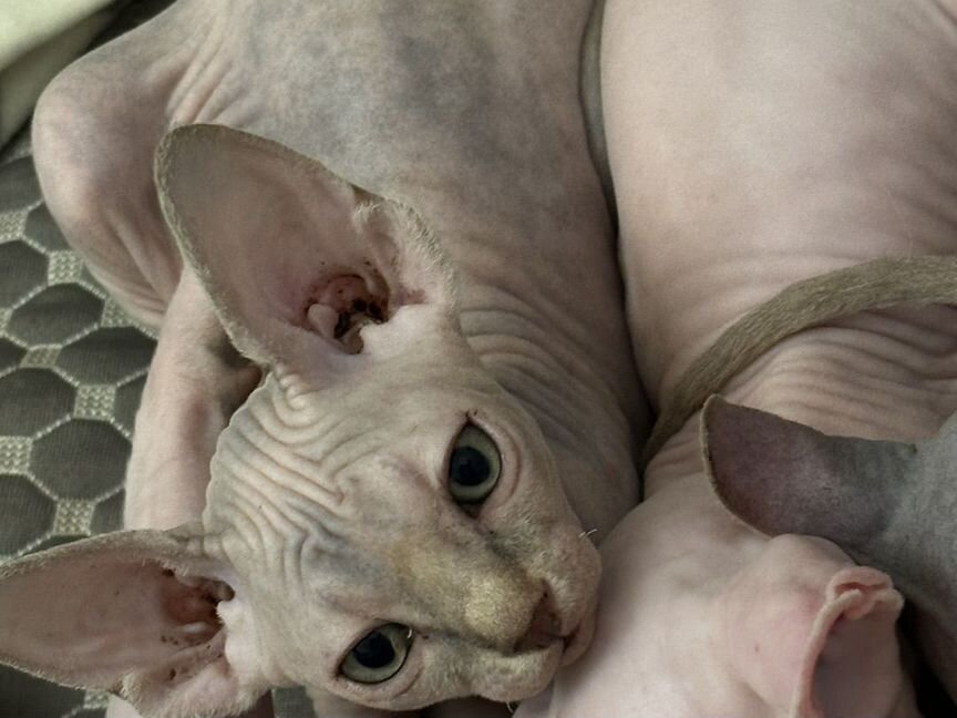 Канадский сфинкс