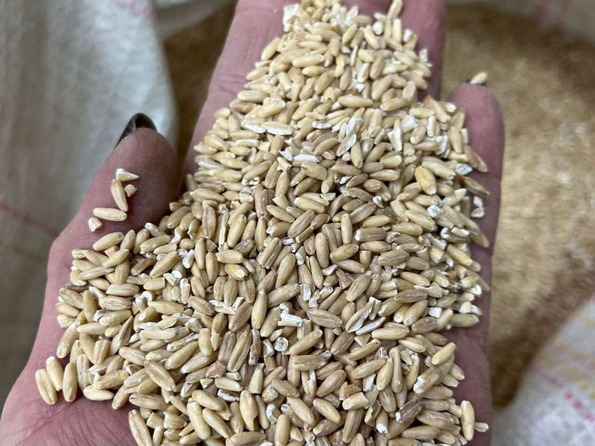 Корм для животных овёс очищенный