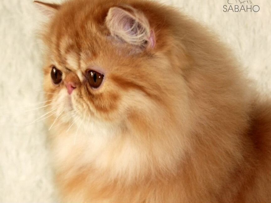 Персидский котик