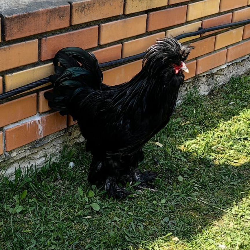 Продам семью черная султанка