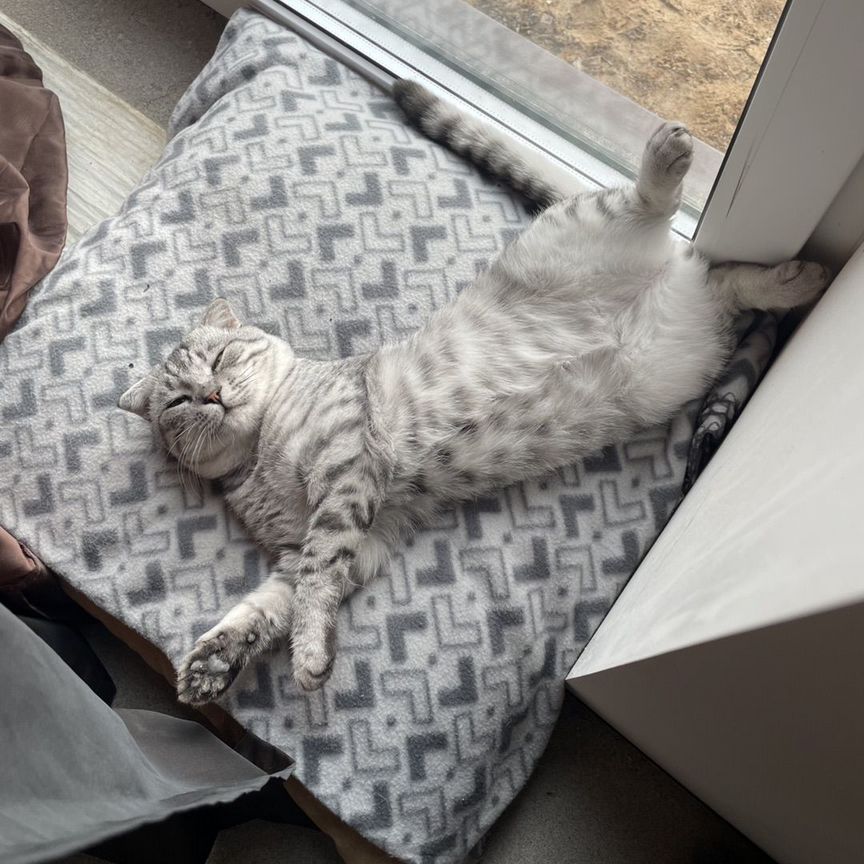 Вислоухий кот