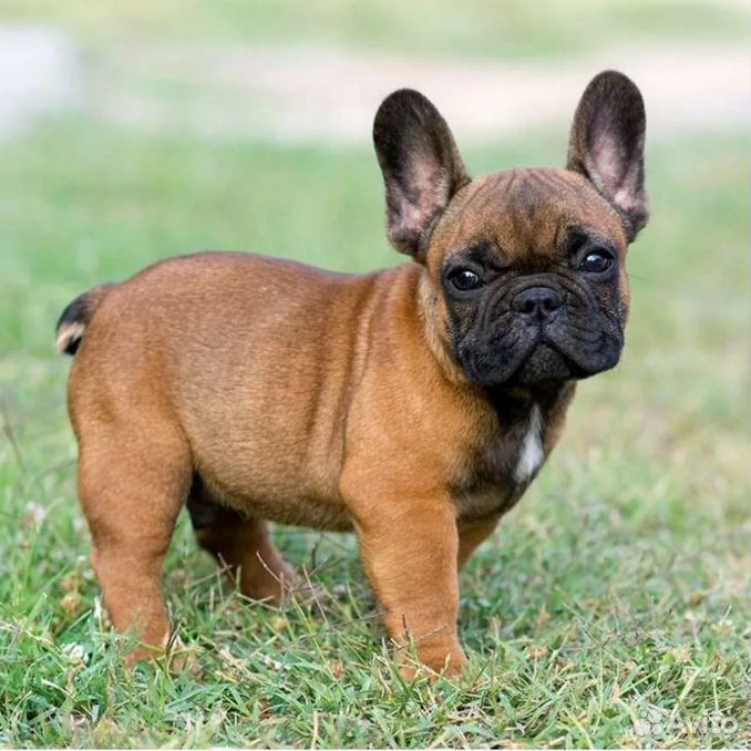 Мини бульдожки