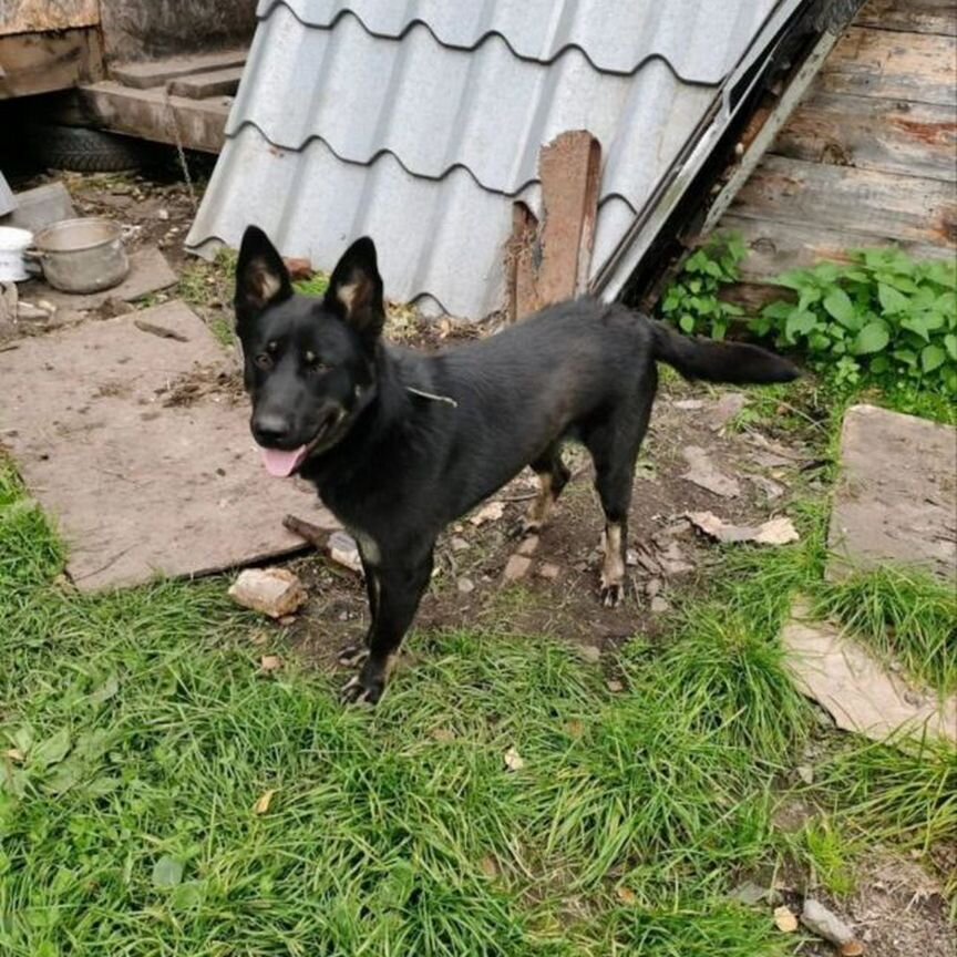 У собаки погиб хозяин на войне