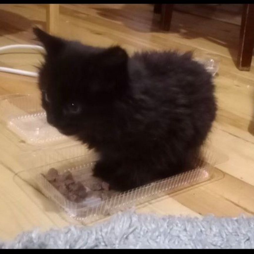 Отдам котенка в добрые руки