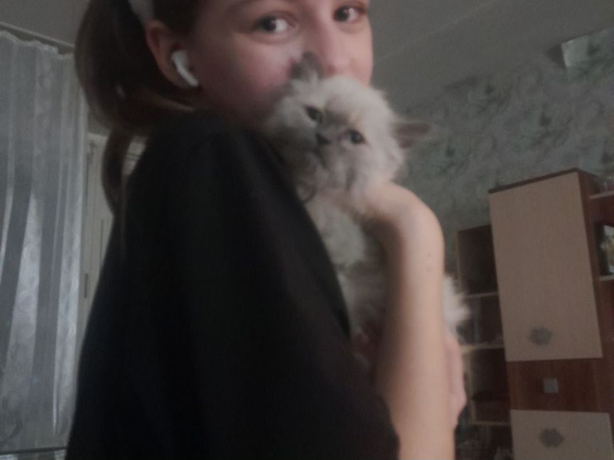 Смесь сиамской и британской породы