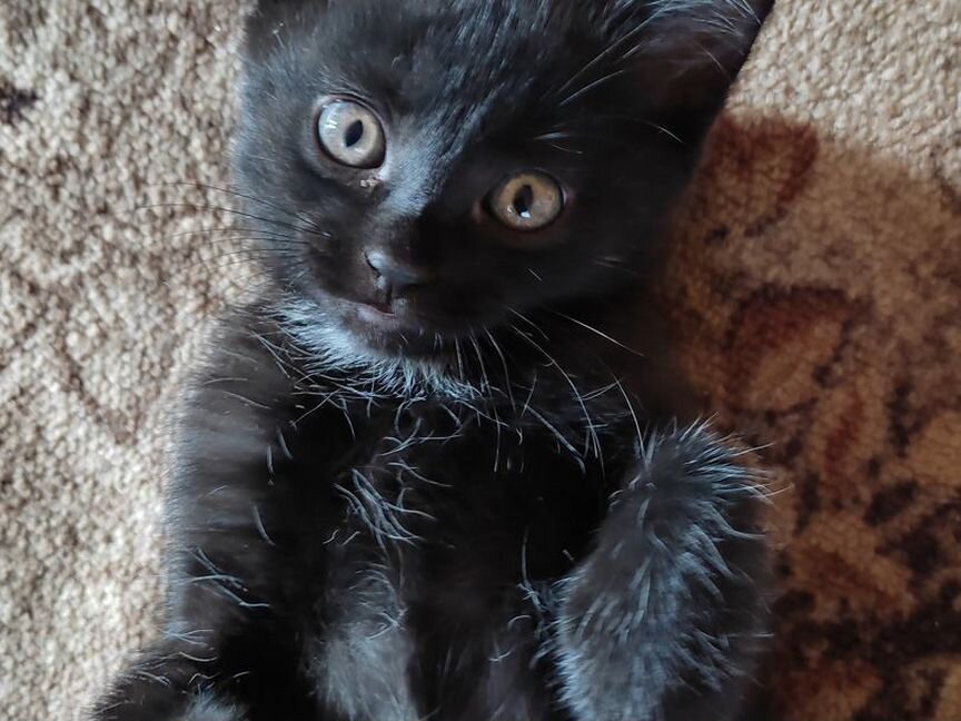 Котик в добрые руки